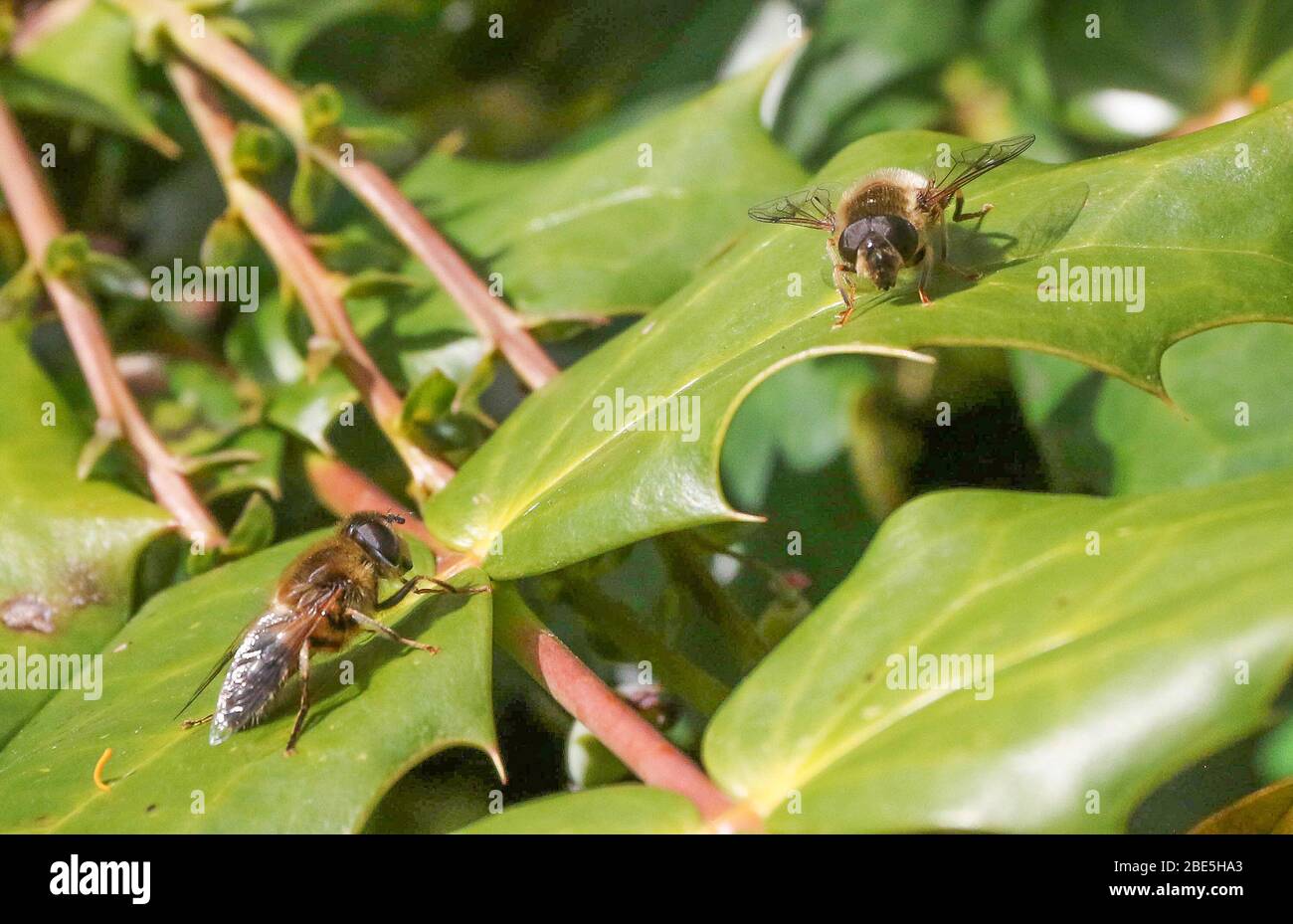 Live insects hi-res stock photography and images - Alamy