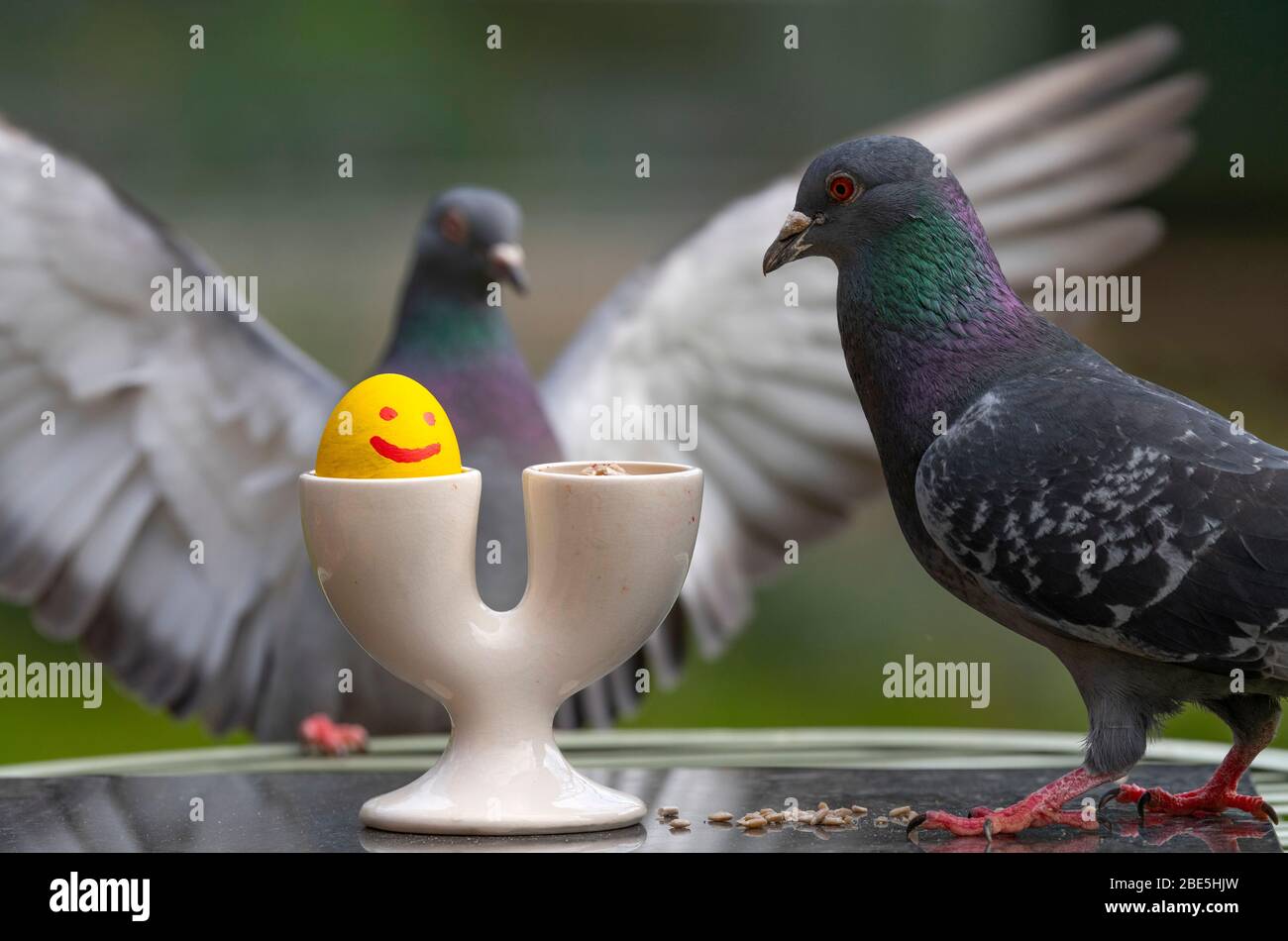 Feral pigeon in front of painted easter egg in a suburban garden ...