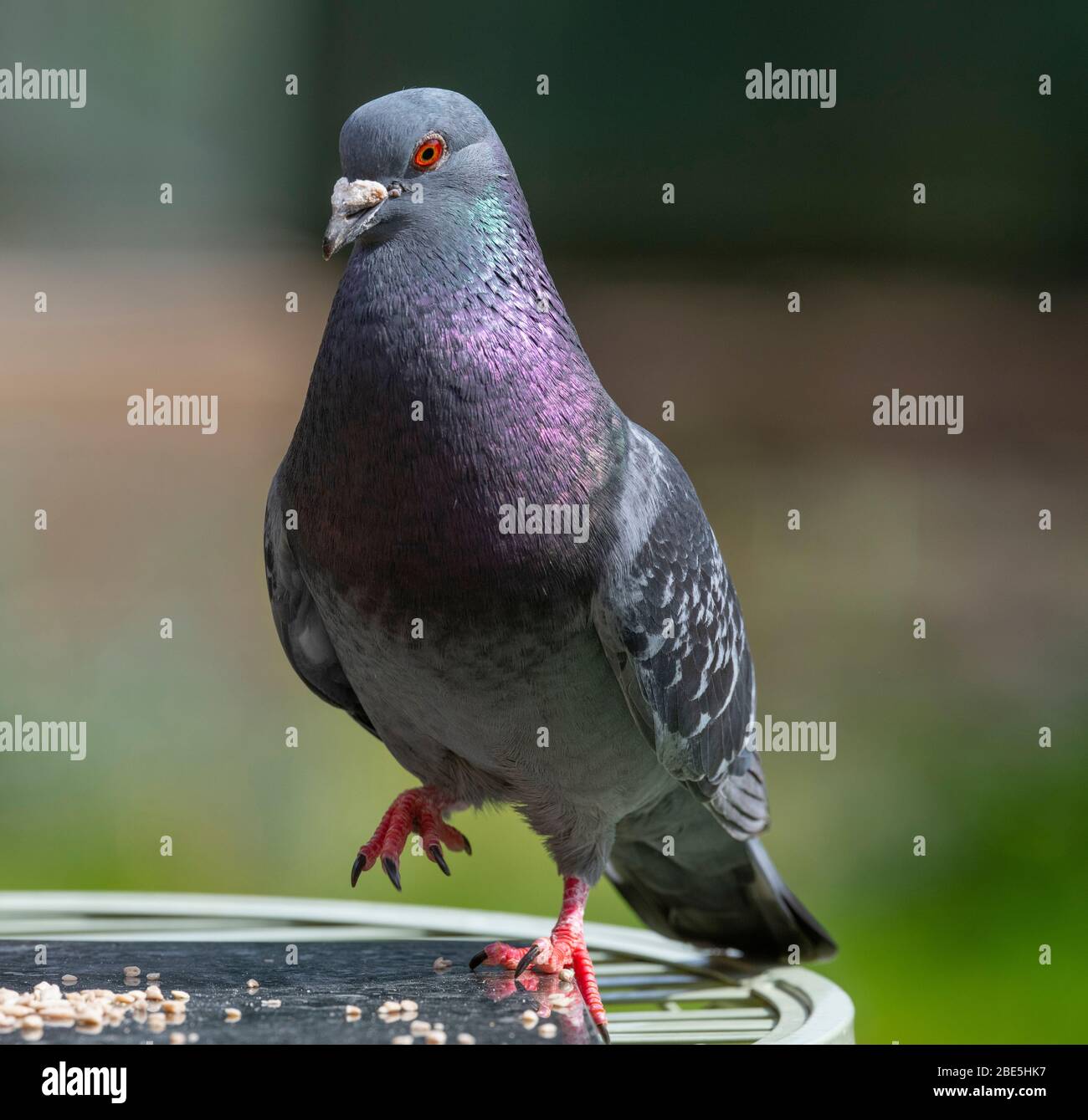 Feral pigeon on patio table in a suburban London garden. Credit ...