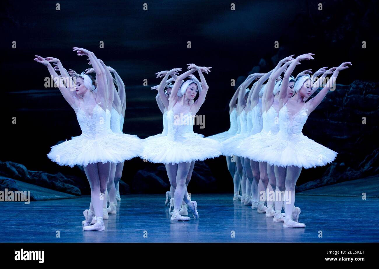 Swans / corps de ballet in SWAN LAKE presented by English National ...