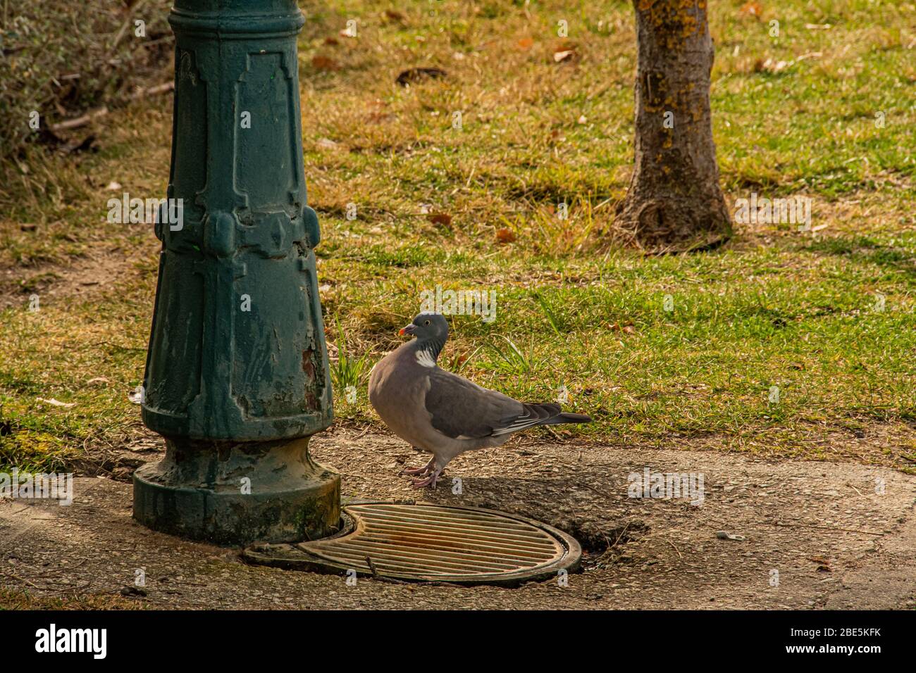 Culvert animal hi-res stock photography and images - Alamy