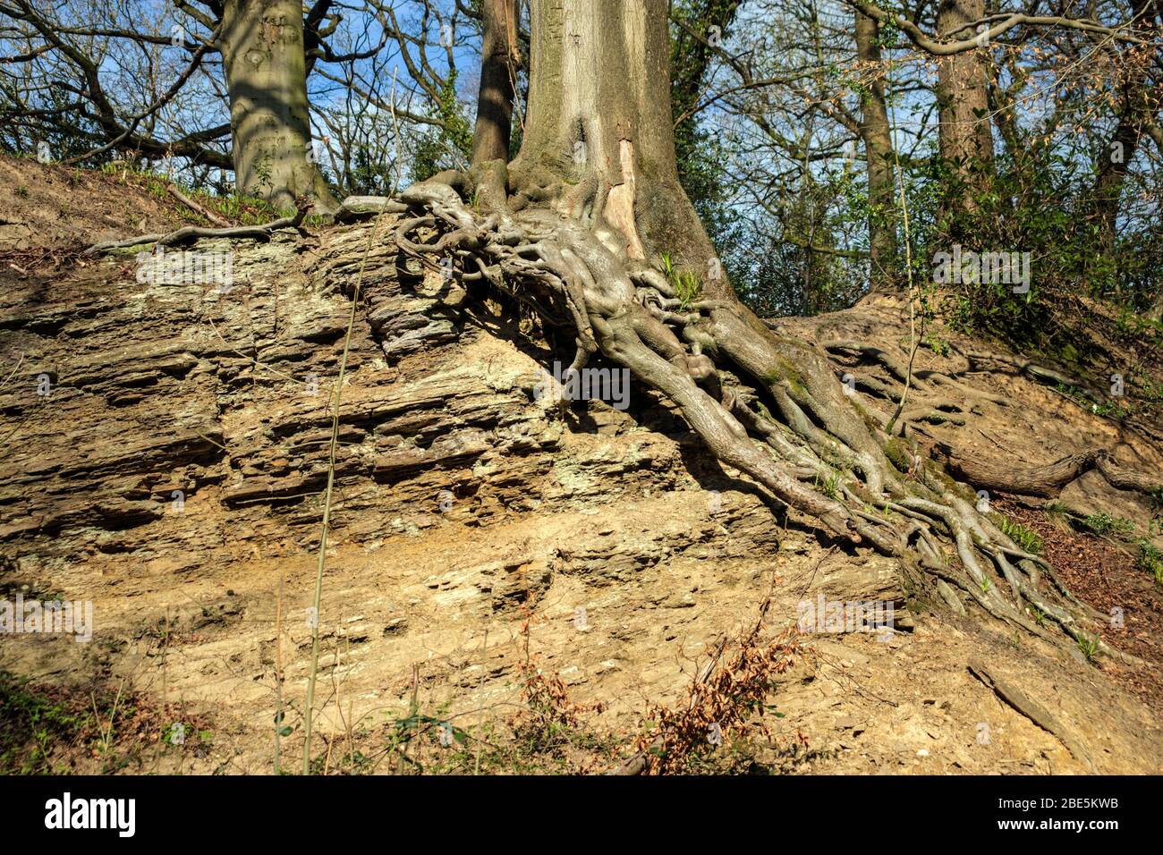 Alum roots hi-res stock photography and images - Alamy