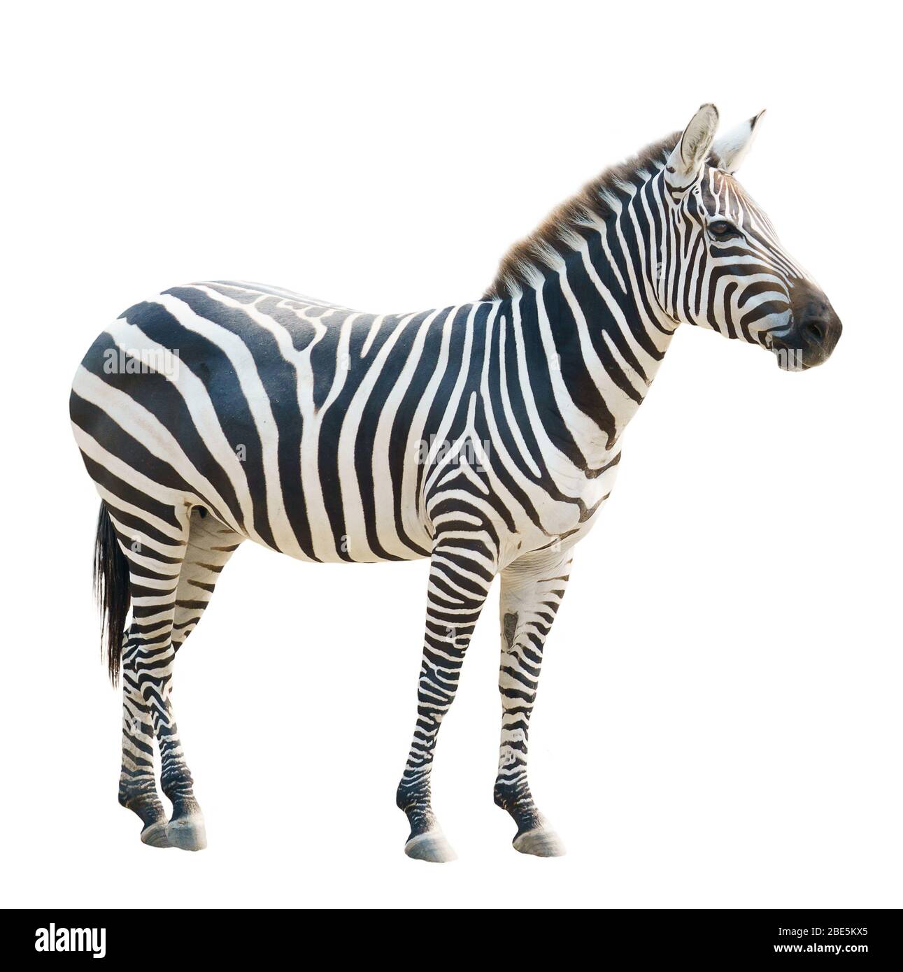 zebra isolated on white background Stock Photo - Alamy