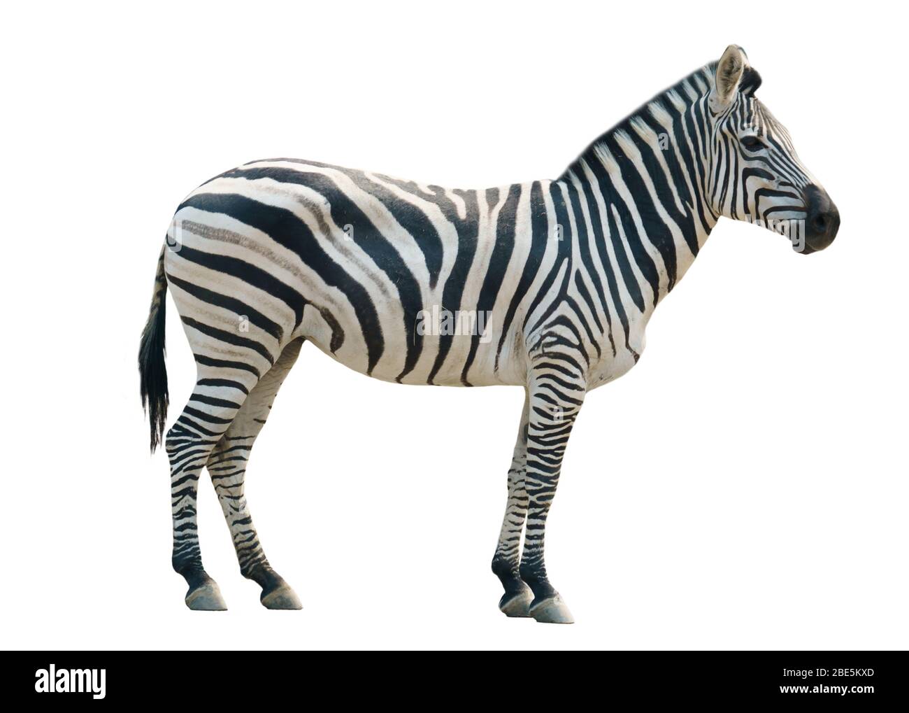 zebra isolated on white background Stock Photo - Alamy