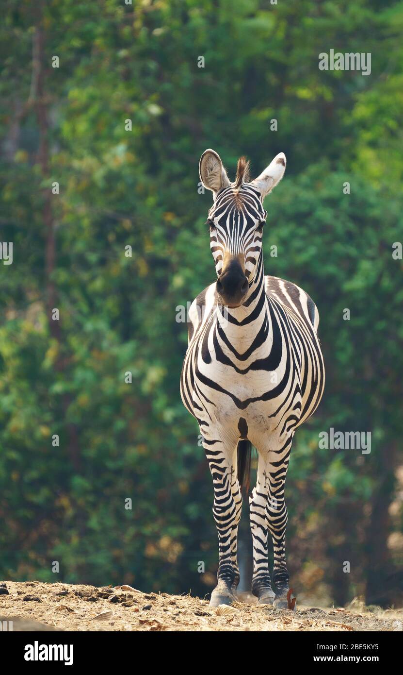 zebra standing alone in zoo Stock Photo - Alamy