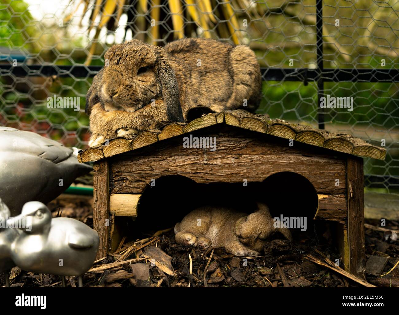 Rabbit relaxing on his roof Stock Photo - Alamy