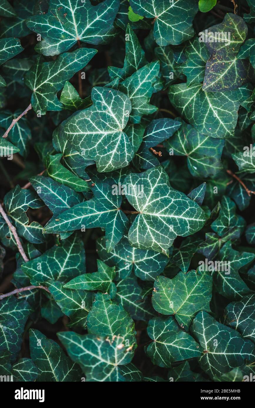 English ivy ground cover hi-res stock photography and images - Alamy