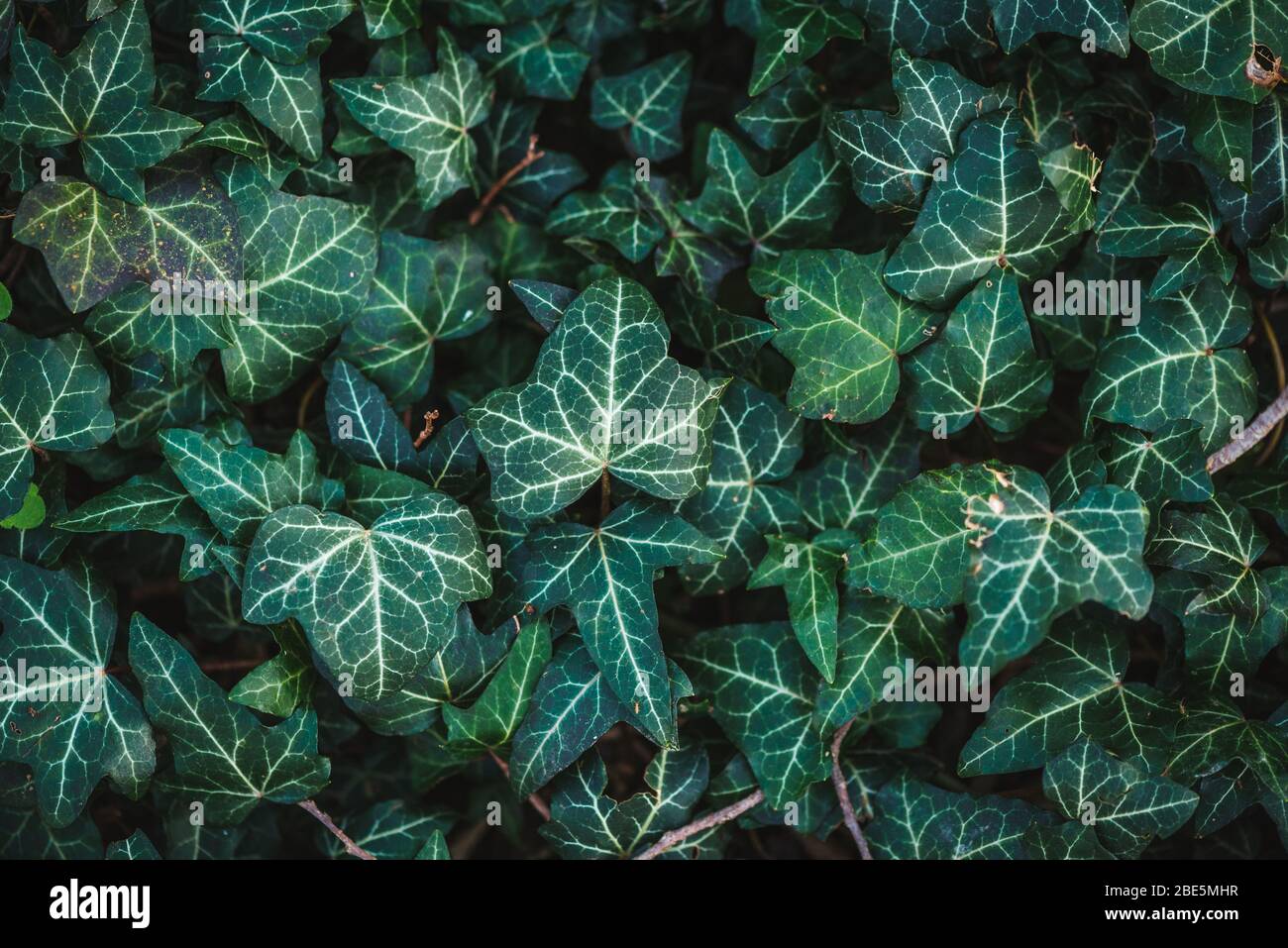English ivy ground cover hi-res stock photography and images - Alamy