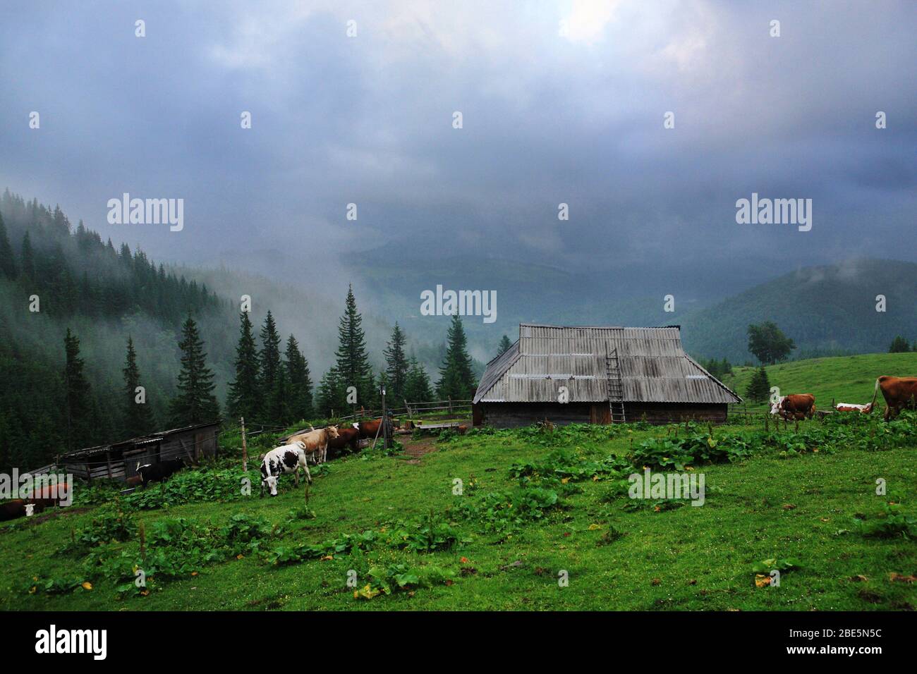 Dairy Farm in the Carpathians Stock Photo - Alamy