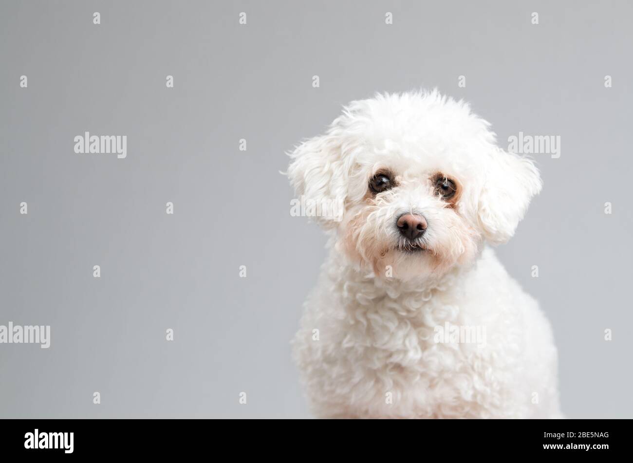 Small cute bichon dog hi-res stock photography and images - Alamy