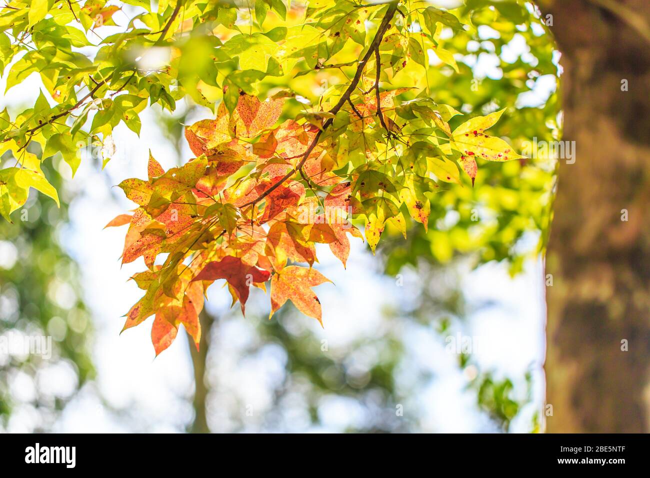 Leaves turning red hi-res stock photography and images - Alamy