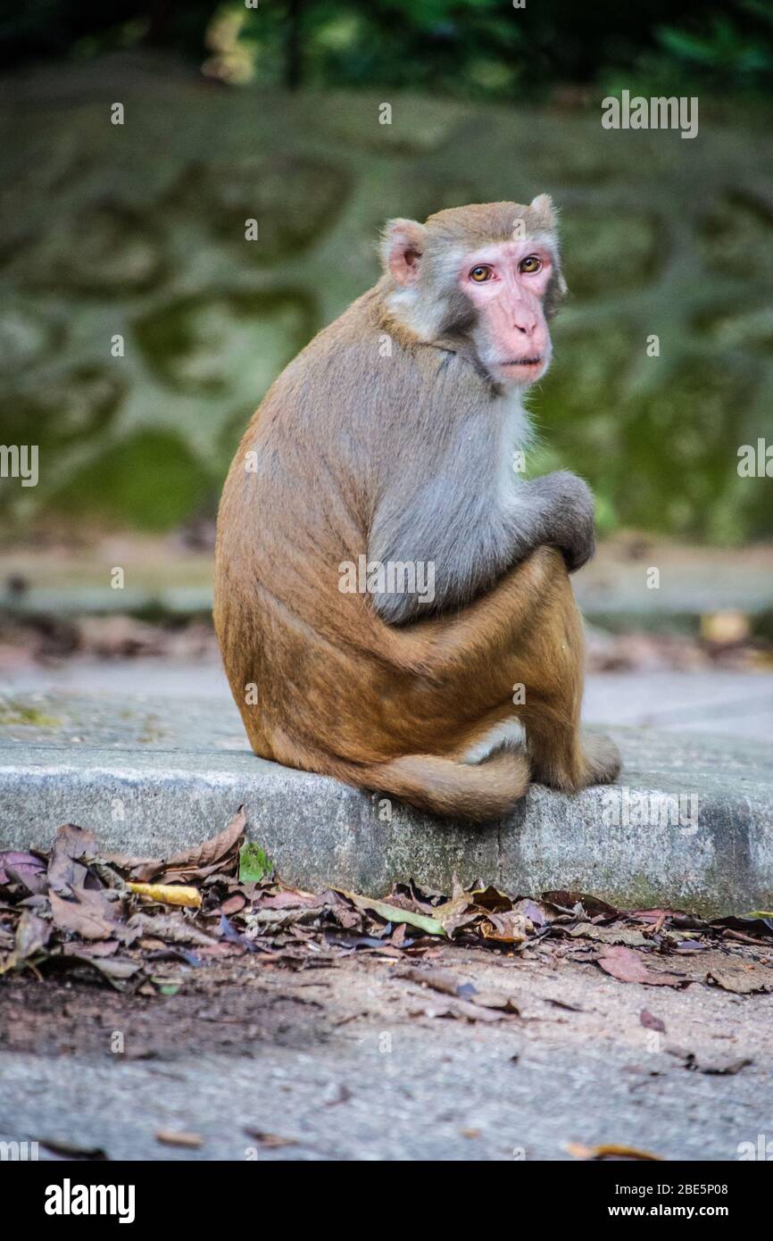 Rhesus monkey sitting on a wood in a country park of Hong Kong Stock ...