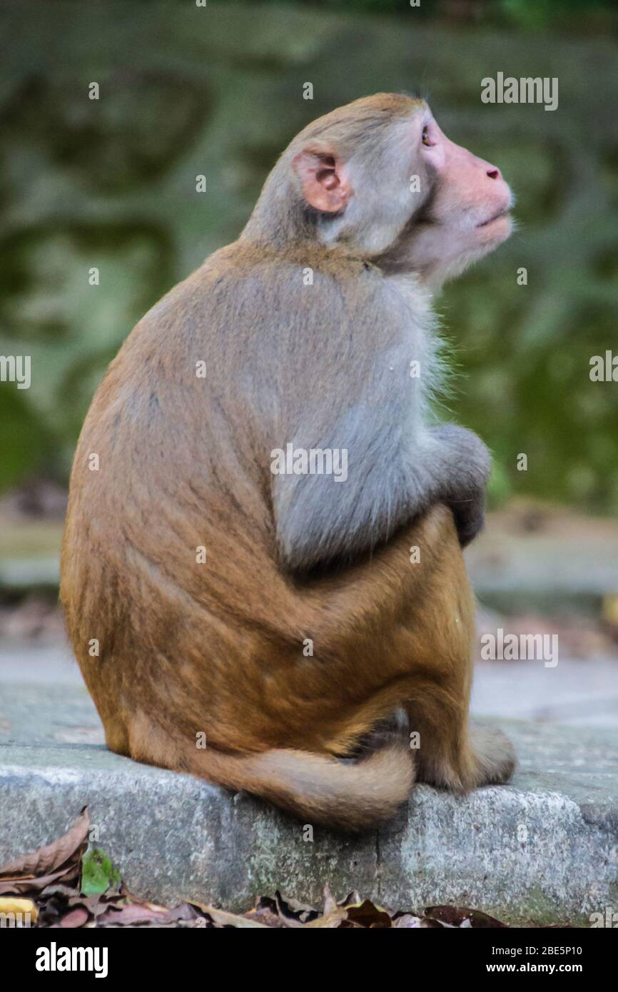 Rhesus monkey sitting on a wood in a country park of Hong Kong Stock ...