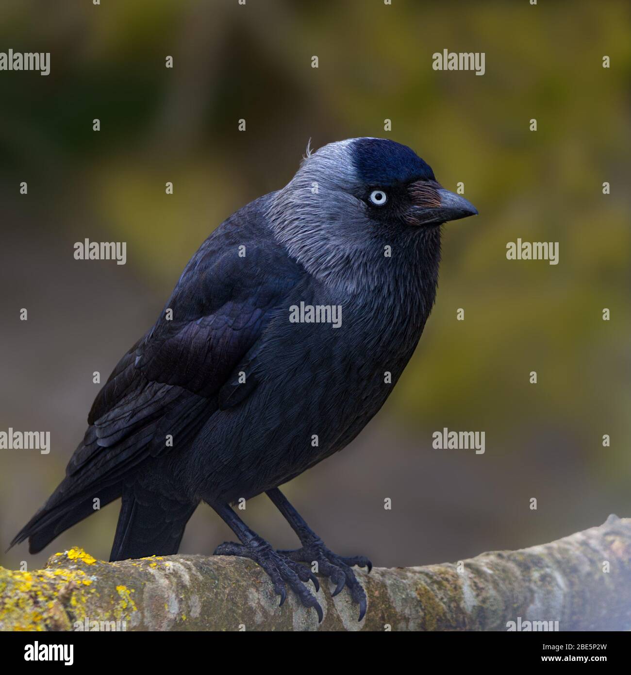 Eurasian jackdaw standing hi-res stock photography and images - Alamy