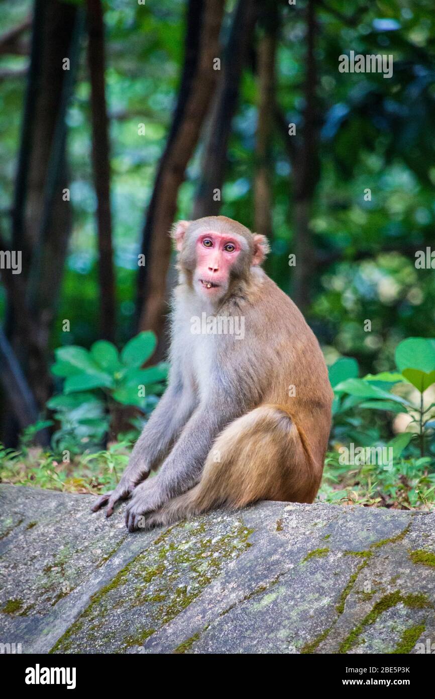 Monkey kingdom hi-res stock photography and images - Alamy