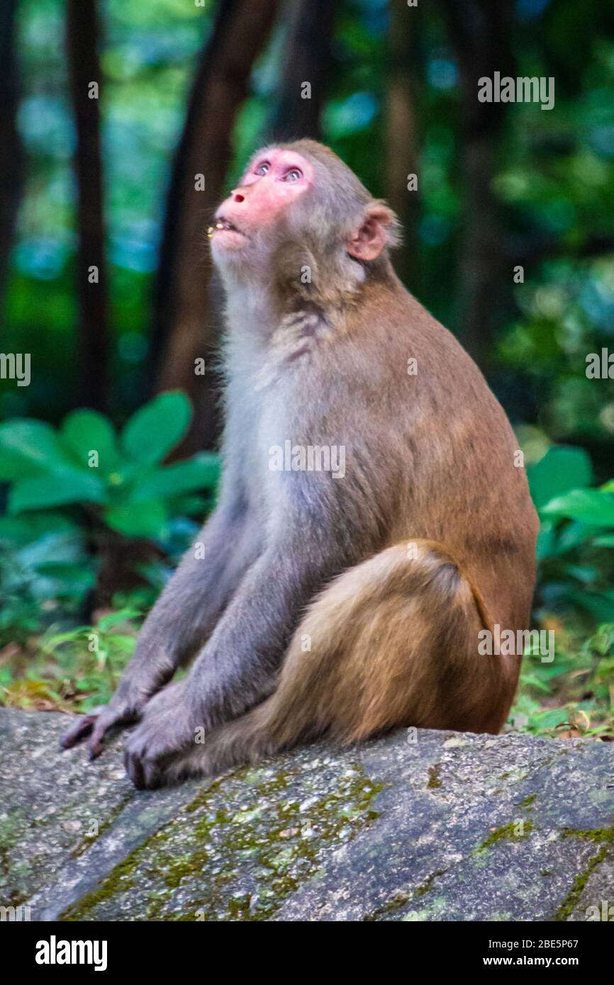 Rhesus monkey sitting on a wood in a country park of Hong Kong Stock ...