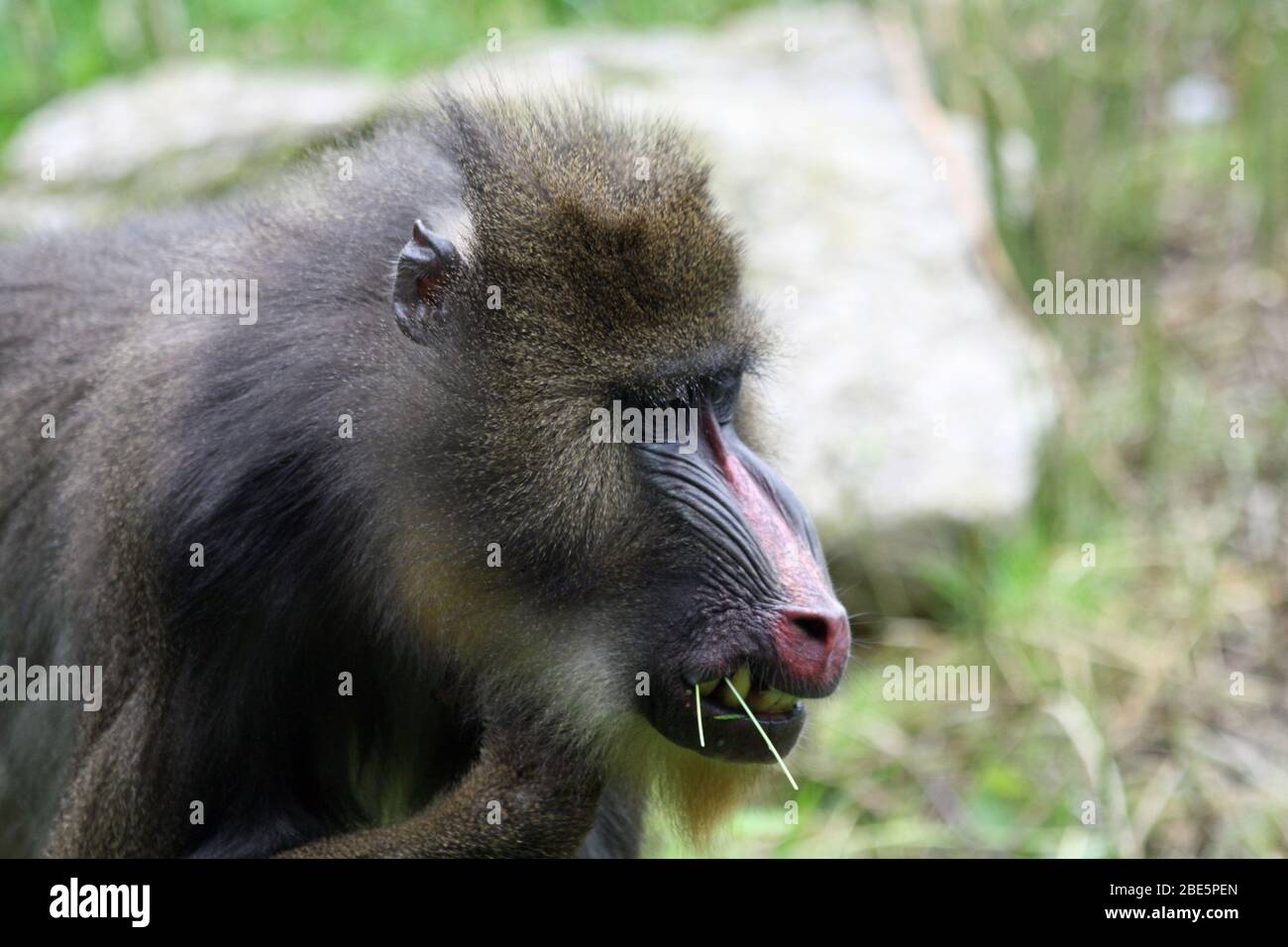 Mandrill affe hi-res stock photography and images - Alamy
