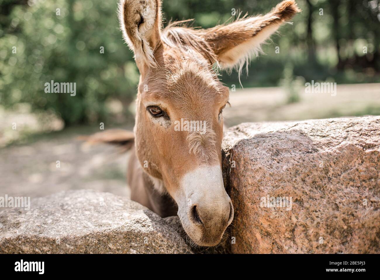 A beautiful donkey looks through the stone wall. Belarus, Grodno ...