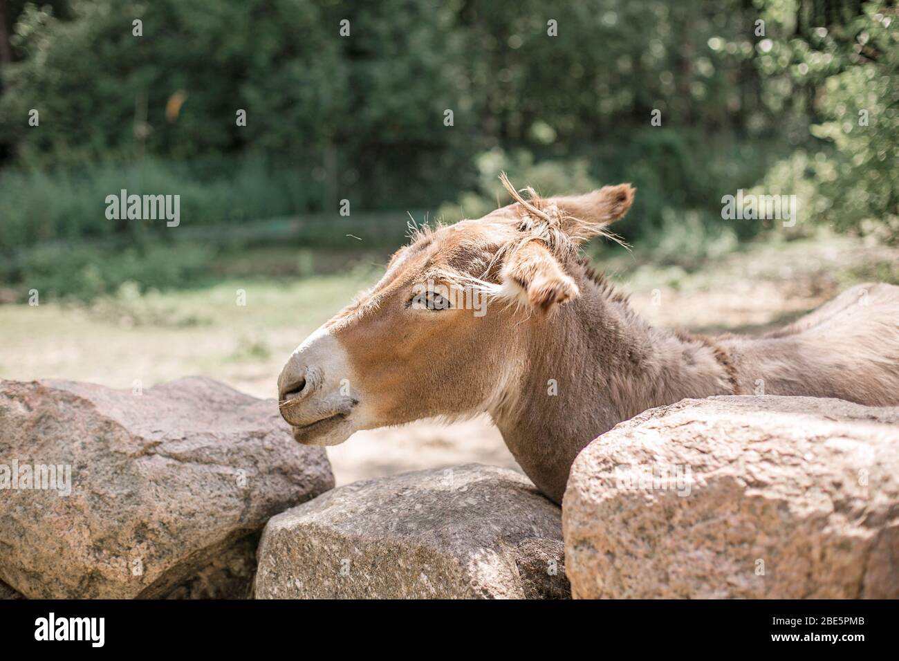 A beautiful donkey looks through the stone wall. Belarus, Grodno ...