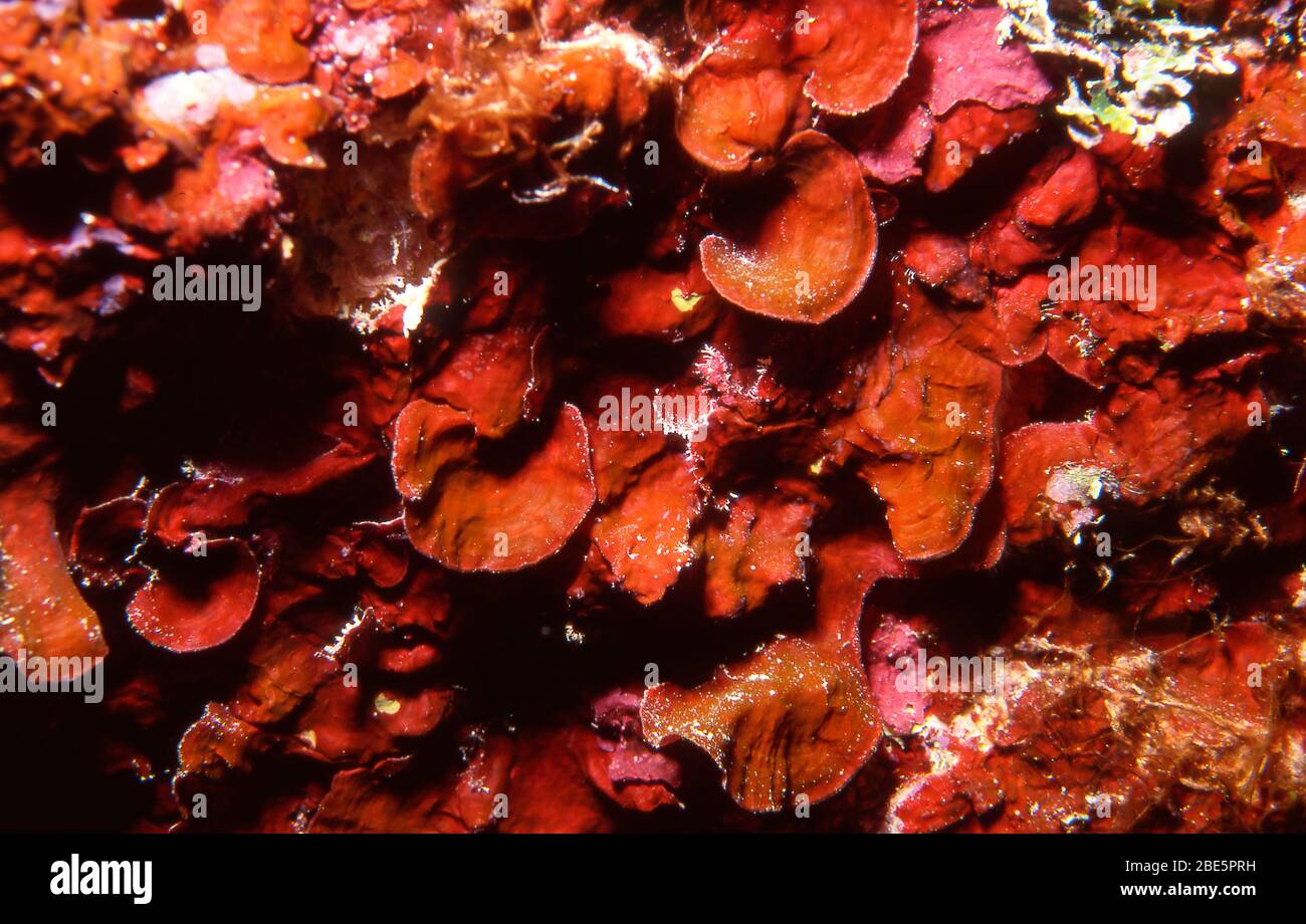 Red Algae By Emily Mundt