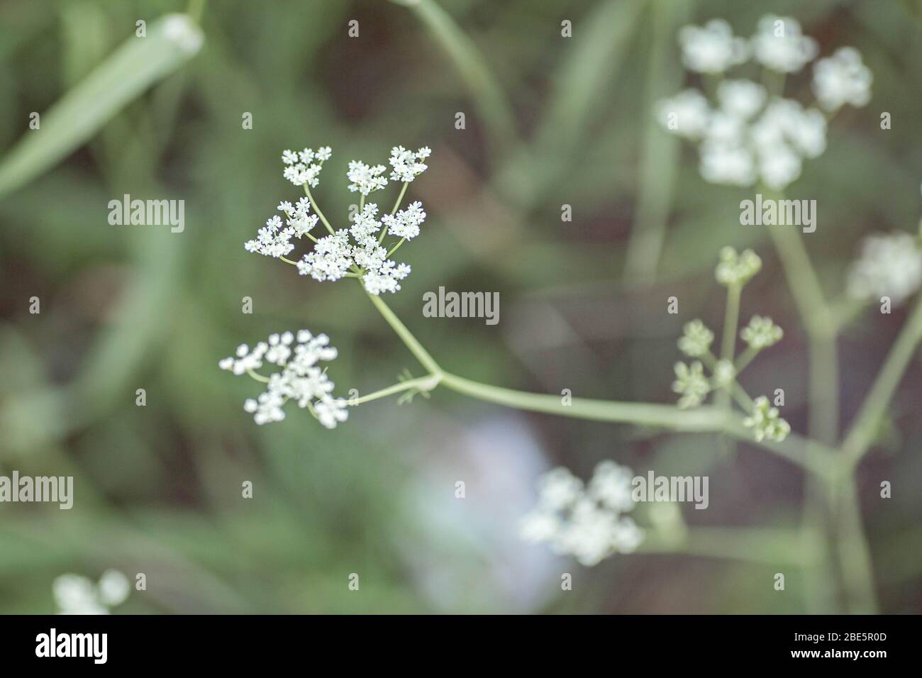 White wild flowers field background. Nature in summer. Achillea ...
