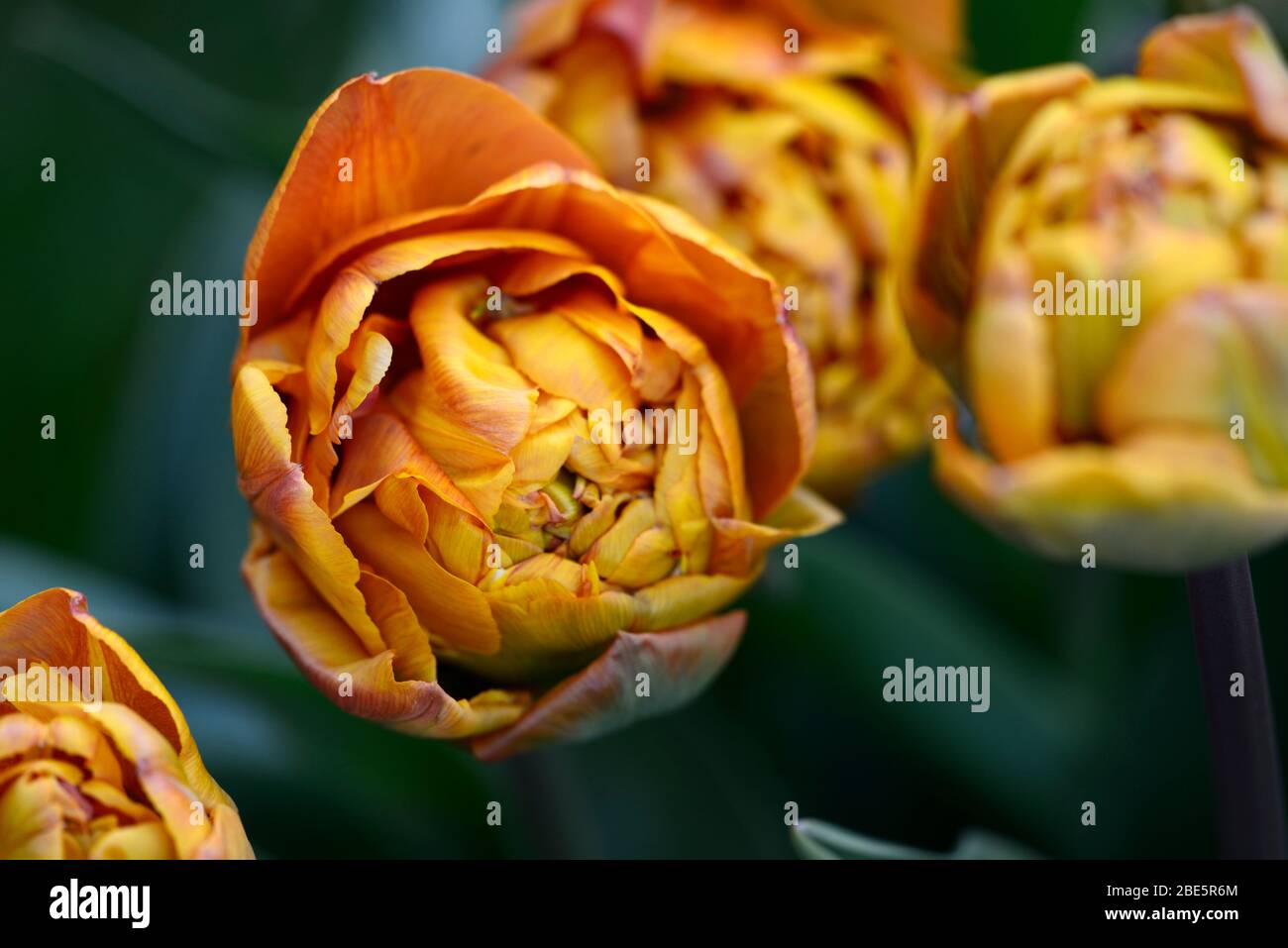 Tulip Brownie,double early flowers,brown orange flowers,tulips,tulip ...