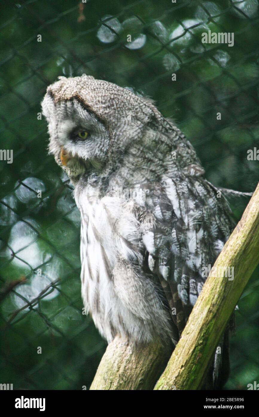 Kauz hi-res stock photography and images - Alamy