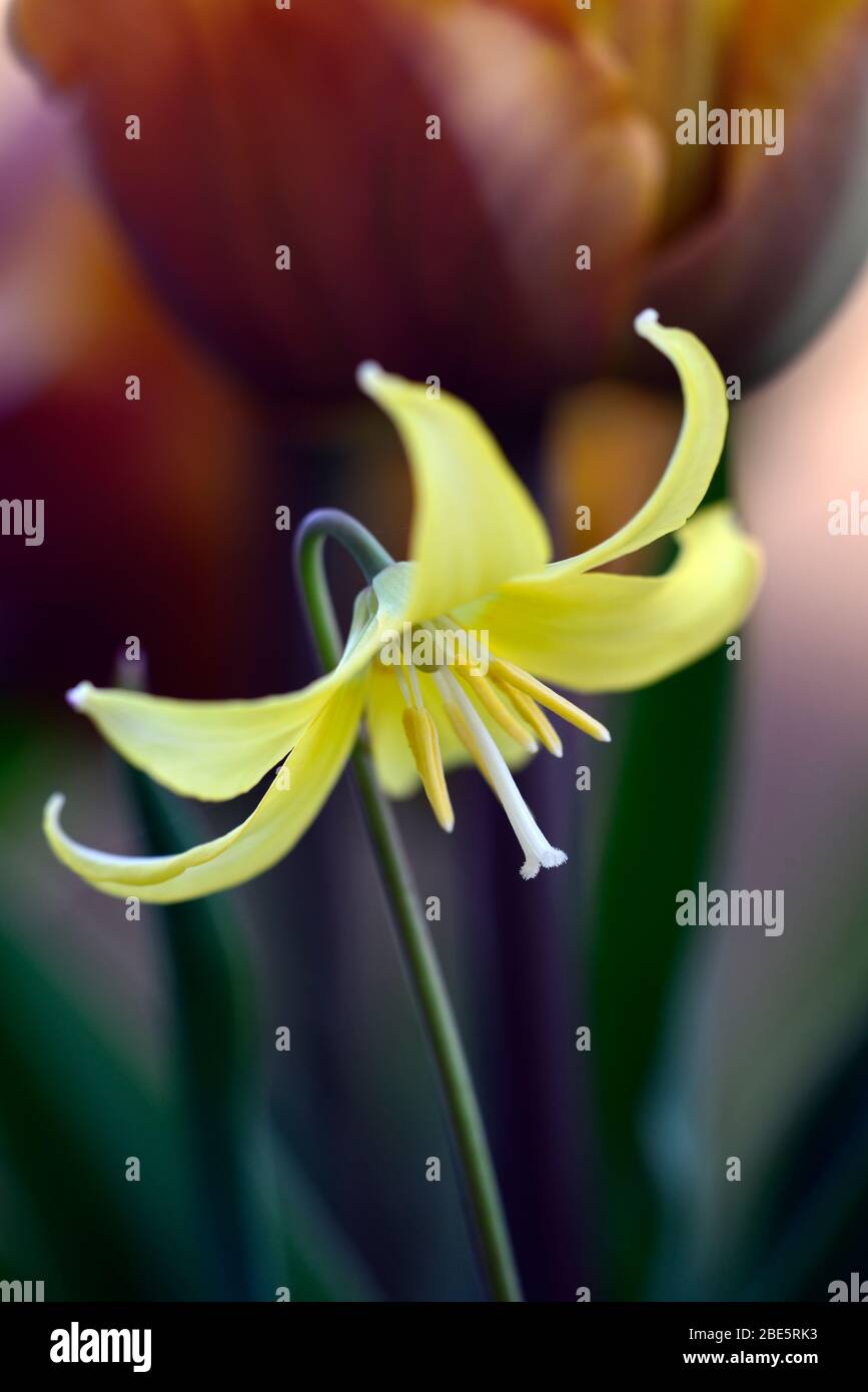 erythronium Jeannine, fawn lily, dogstooth violet,sulphur-yellow ...