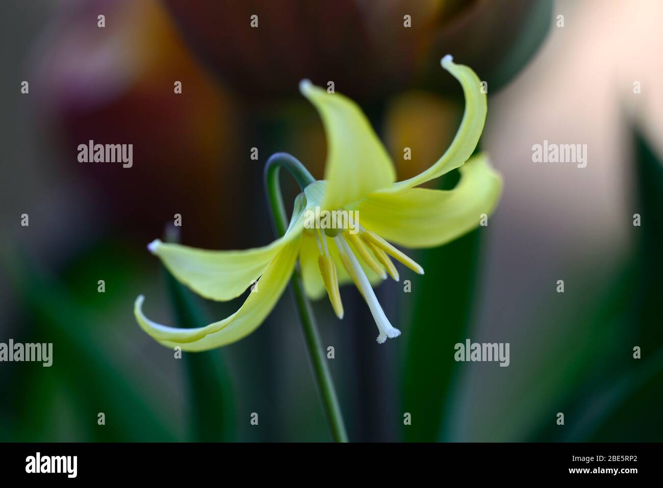 erythronium Jeannine, fawn lily, dogstooth violet,sulphur-yellow ...