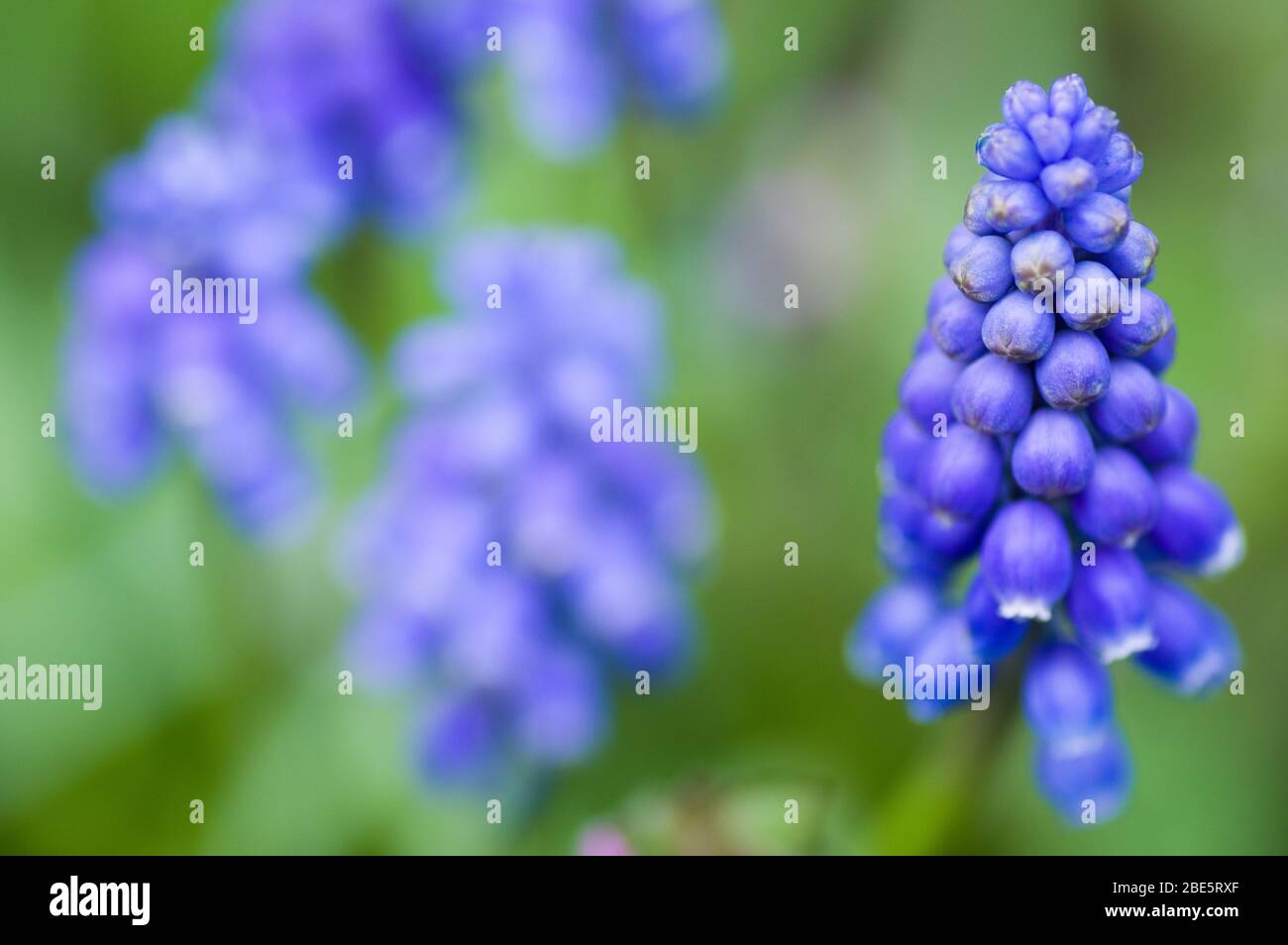 Blue flowers close up hi-res stock photography and images - Alamy