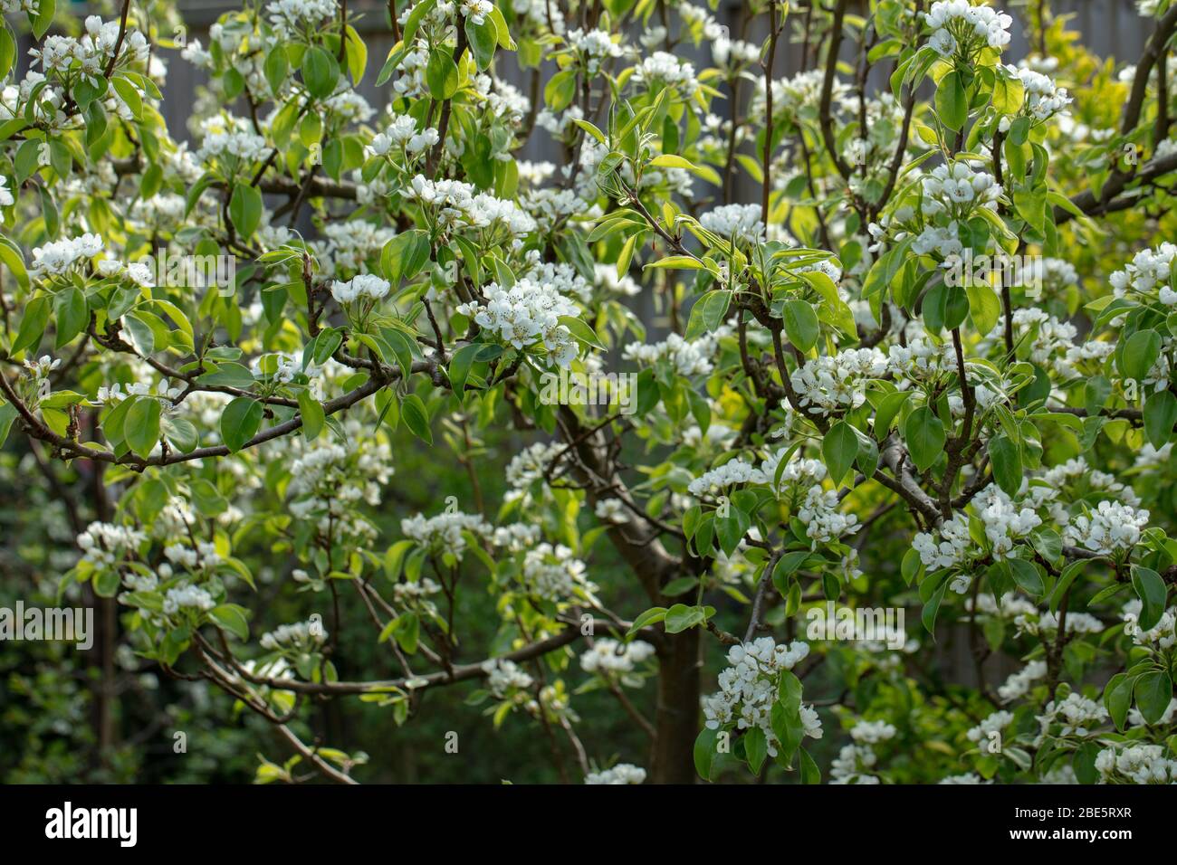 Conference pear tree in flower hi-res stock photography and images - Alamy