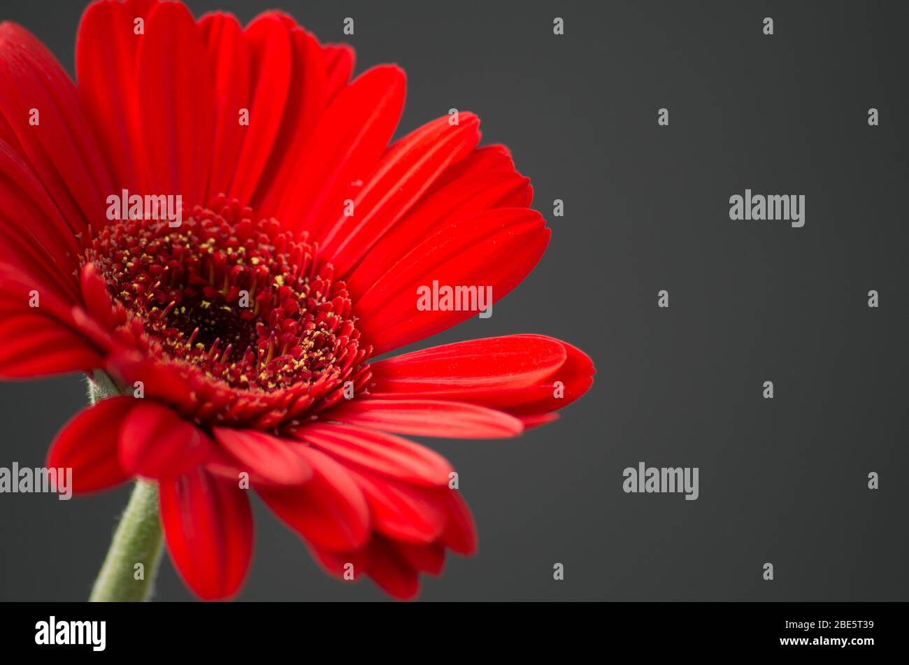 Brightly coloured transvaal daisy Stock Photo - Alamy