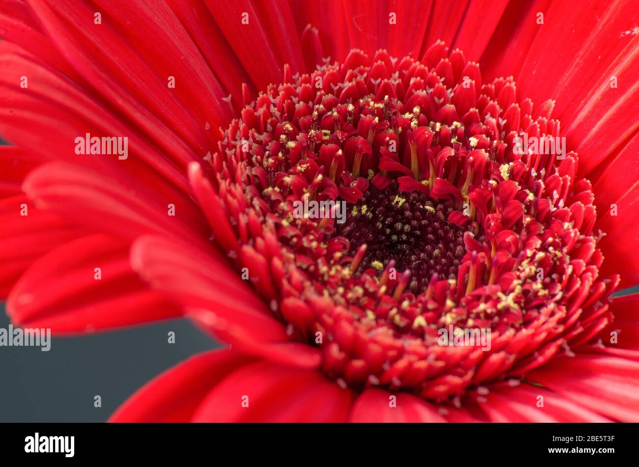 Photo of single daisy with black background hi-res stock photography ...