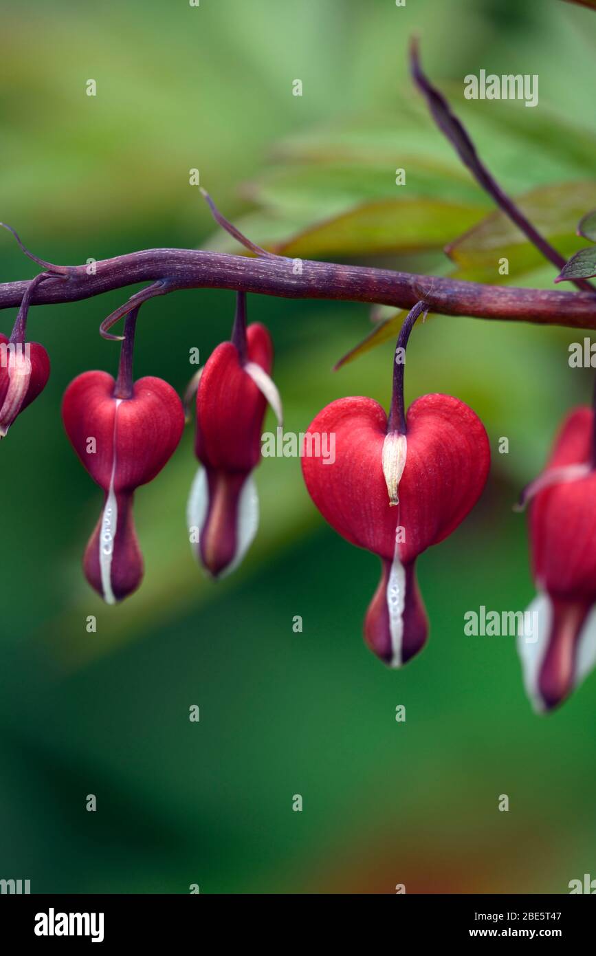 lamprocapnos spectabilis valentine,dicentra spectabilis valentine ...