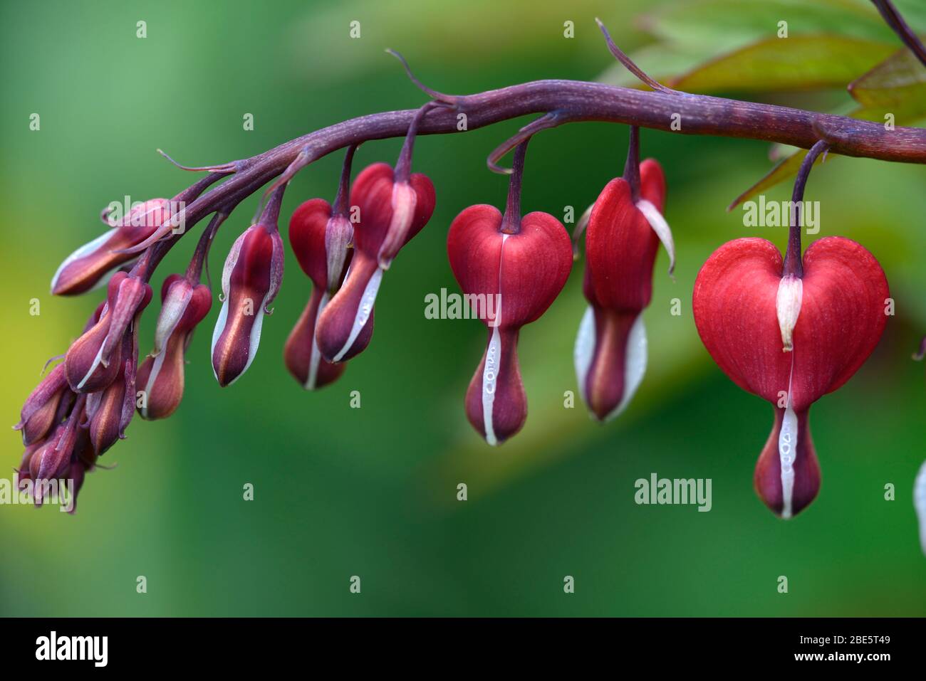 lamprocapnos spectabilis valentine,dicentra spectabilis valentine ...