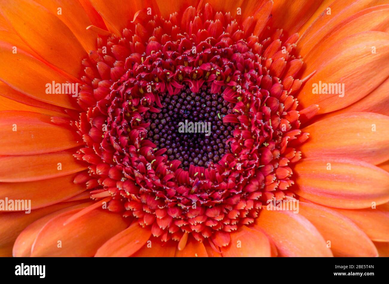 Photo of single daisy with black background hi-res stock photography ...