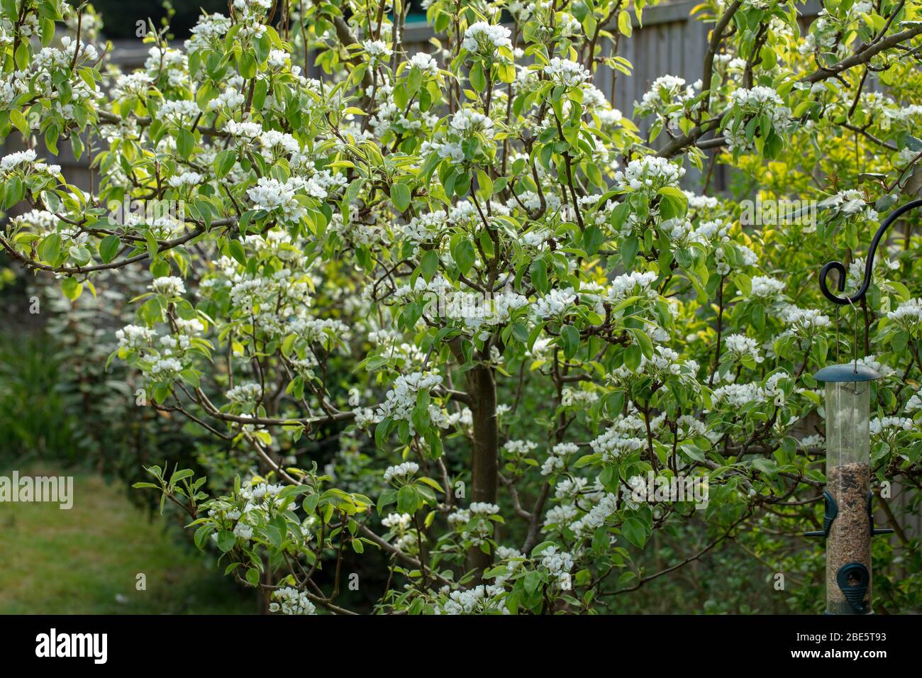 Conference pear flower hi-res stock photography and images - Alamy