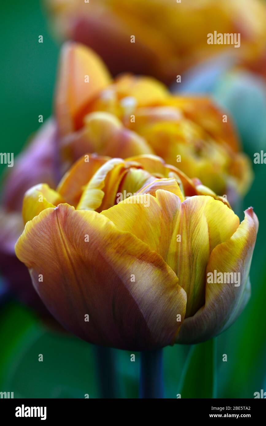 Brownie tulip hi-res stock photography and images - Alamy