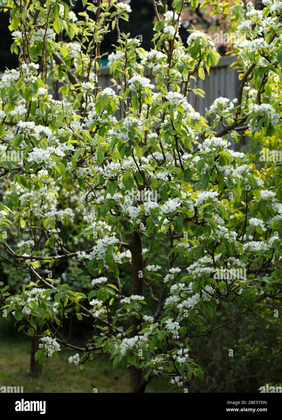 Conference pear flower hi-res stock photography and images - Alamy