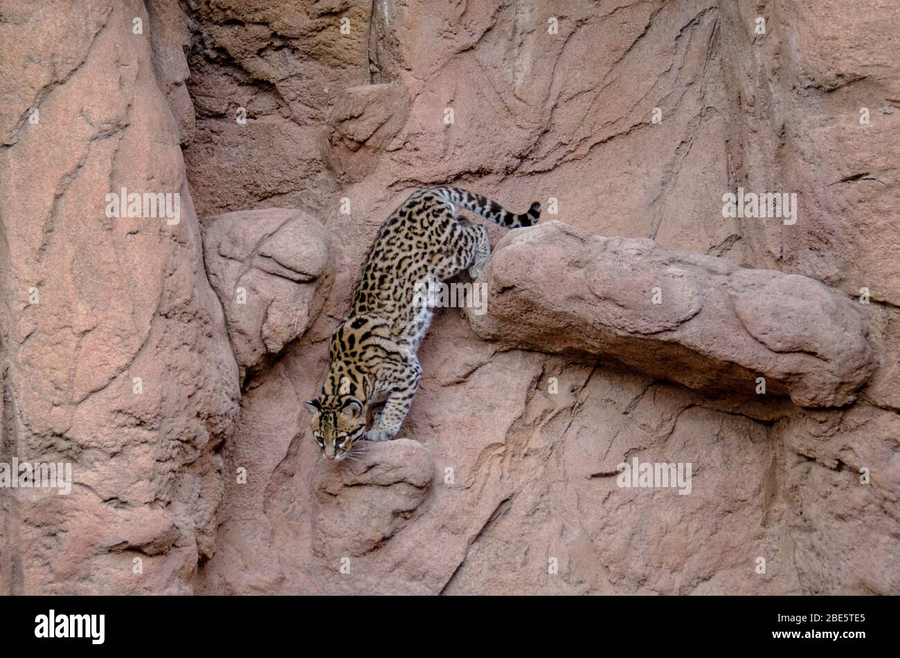 Male Ocelot climbing down the side of a Cliff Stock Photo - Alamy