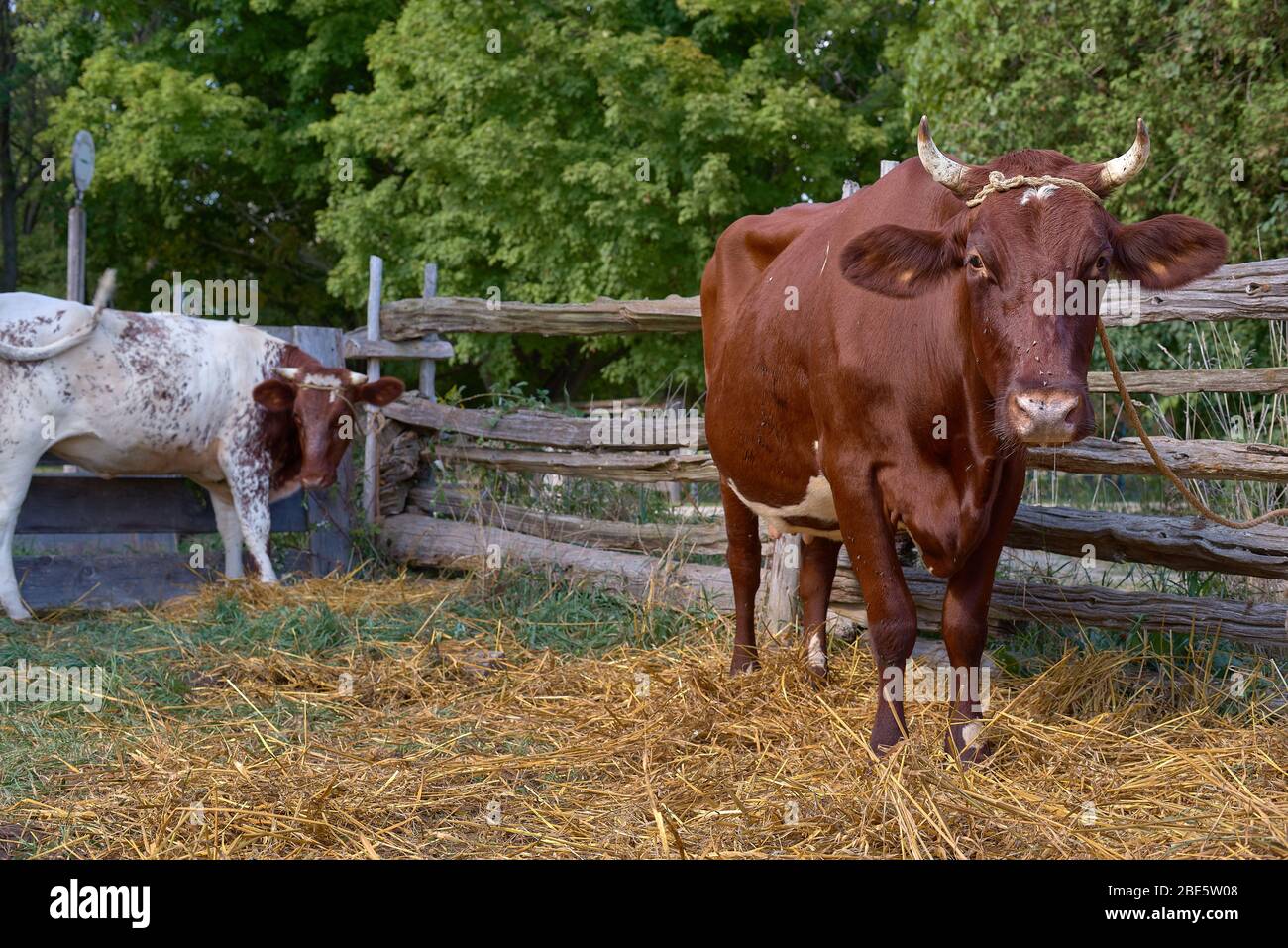 Brown cow with horns, which is used for milk and dairy products, a cow ...
