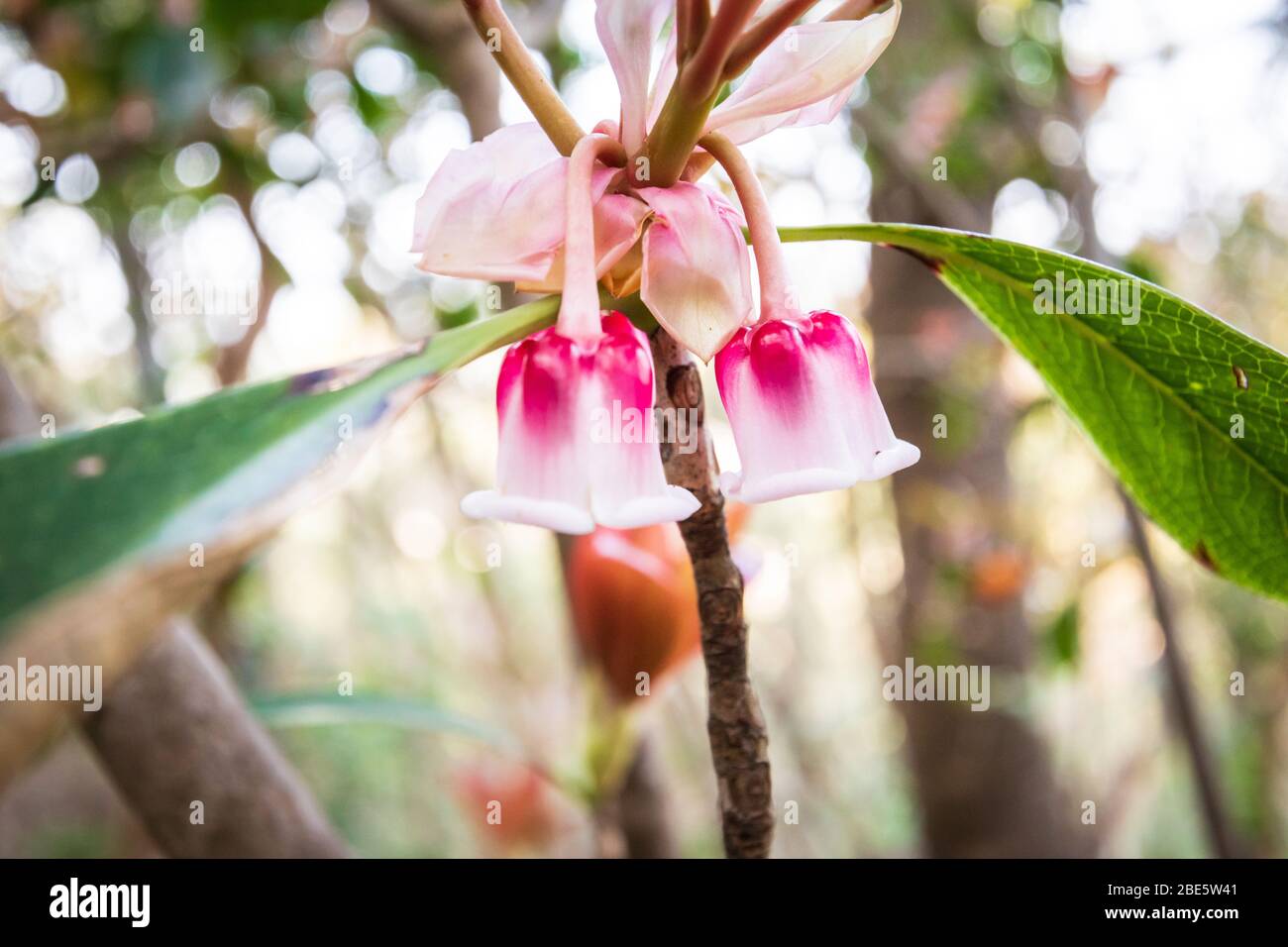 Chinese bell flower in the country side of Hong Kong Stock Photo - Alamy