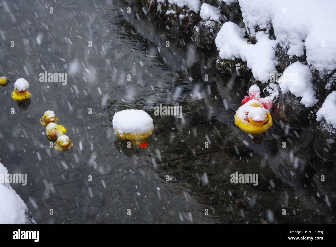 Several rubber duck with snow on their heads Stock Photo - Alamy