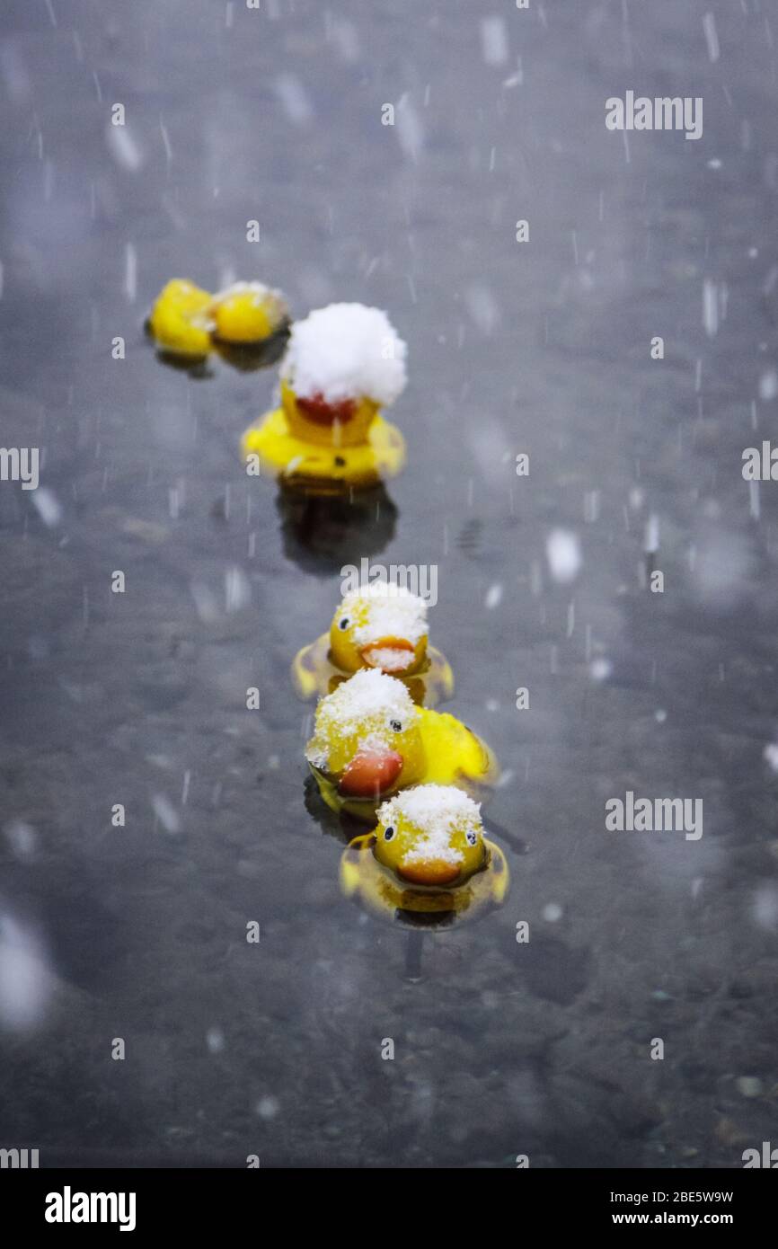 Rubber duck river hi-res stock photography and images - Alamy
