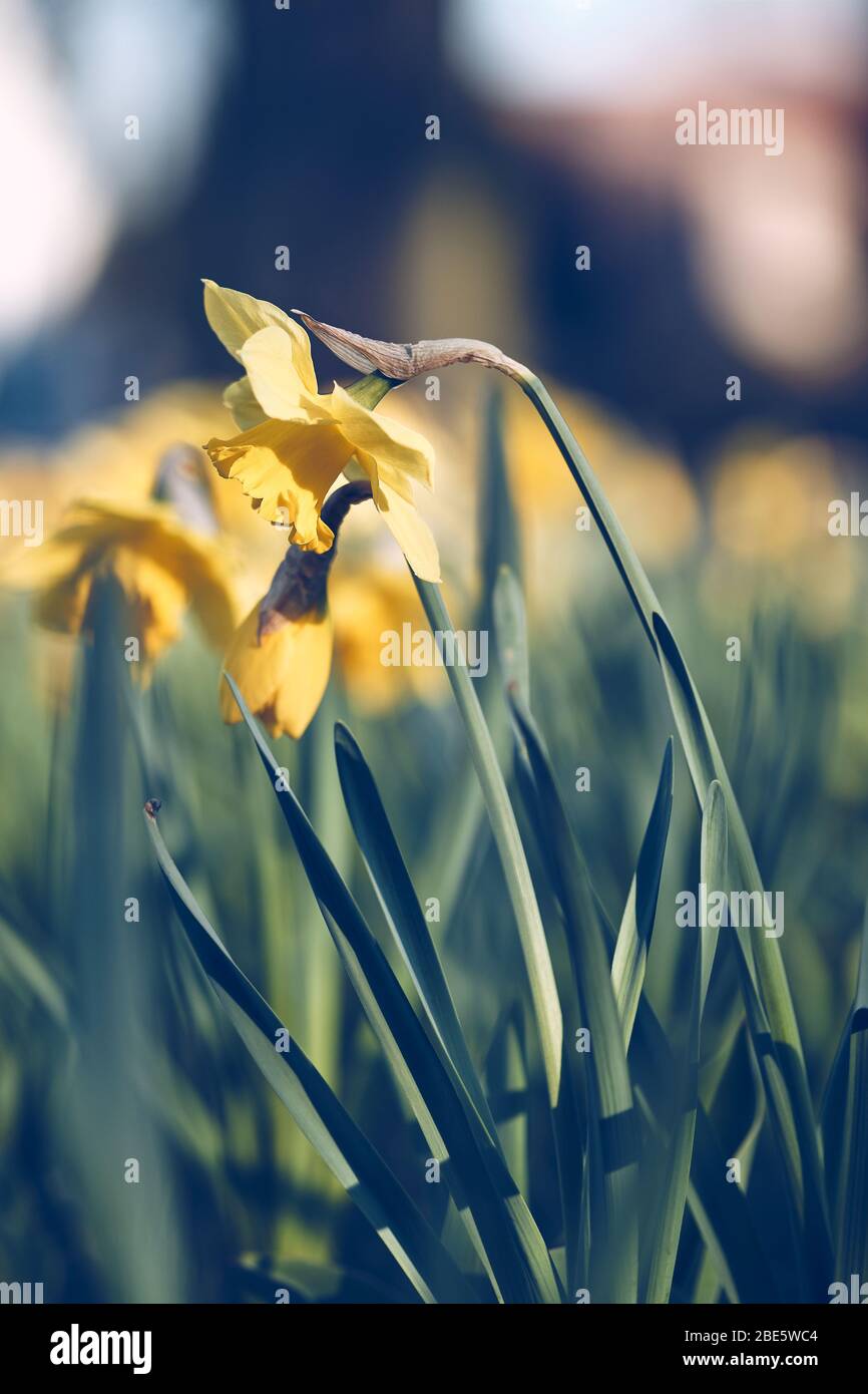 Lent lily hi-res stock photography and images - Alamy