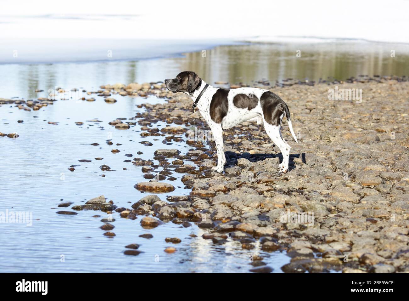 Dog english pointer watching the spring at the lake Stock Photo - Alamy