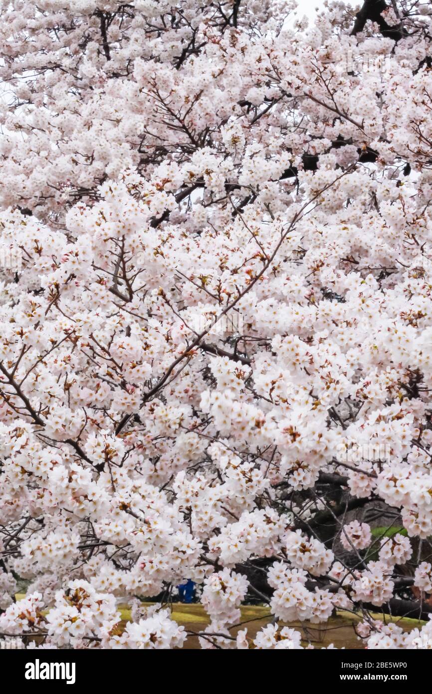 Blossom haven hi-res stock photography and images - Alamy