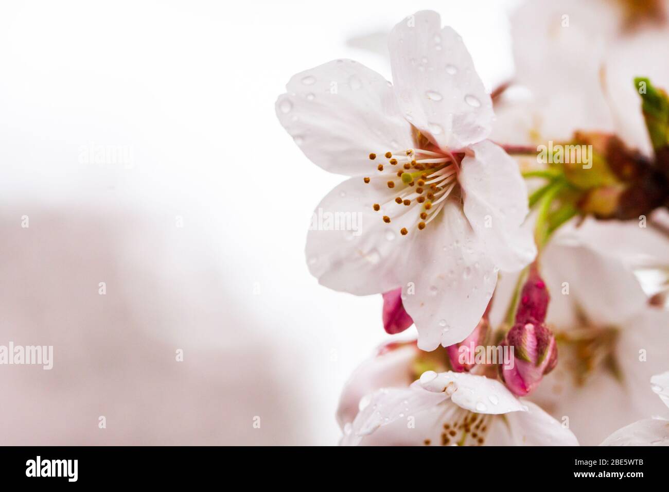 Sakura (Cherry) Bloosm in Japan Stock Photo - Alamy