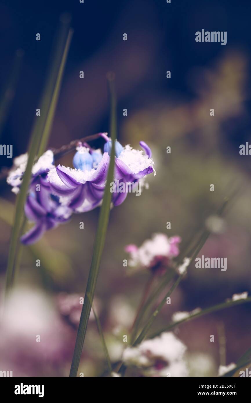 Snow on a purple flower in spring Stock Photo - Alamy