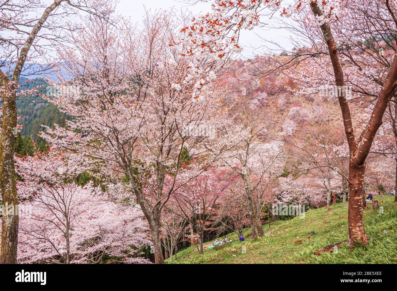 Thousand Tress of Cherry Blossoms at Mount Yoshino Stock Photo - Alamy